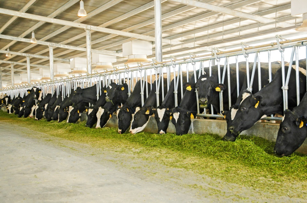 Haradh Project – Salva's Foods